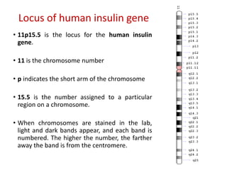 Chromosome Gene.pptx