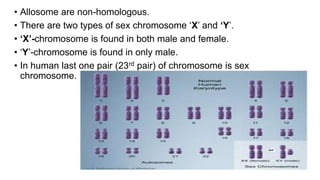 Chromosome & Giant Chromosome (Girja Pd. Patel) | PPTX