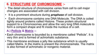Chromosome (girja pd. patel) | PPT