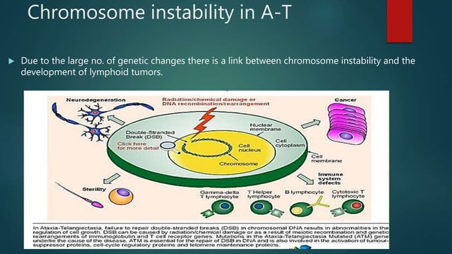 Chromosome instability syndrome including instability of chromosome and ...
