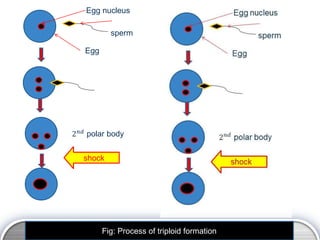 Chromosome manipulation | PPTX