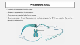 CHROMOSOME MAPPING PRESENTATION OUAT PBG | PPTX