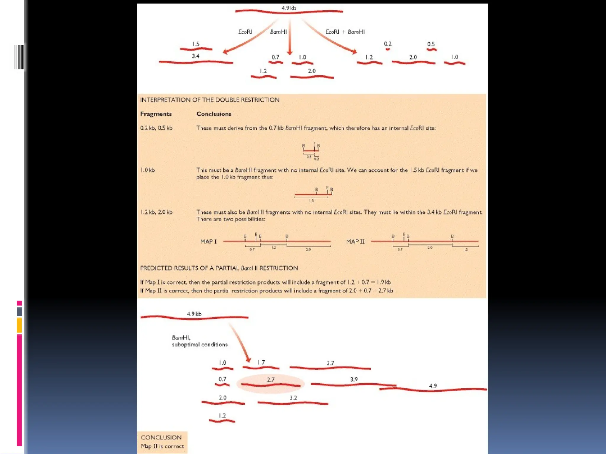 Chromosome mapping in eukaryotes and prokaryotes.pptx