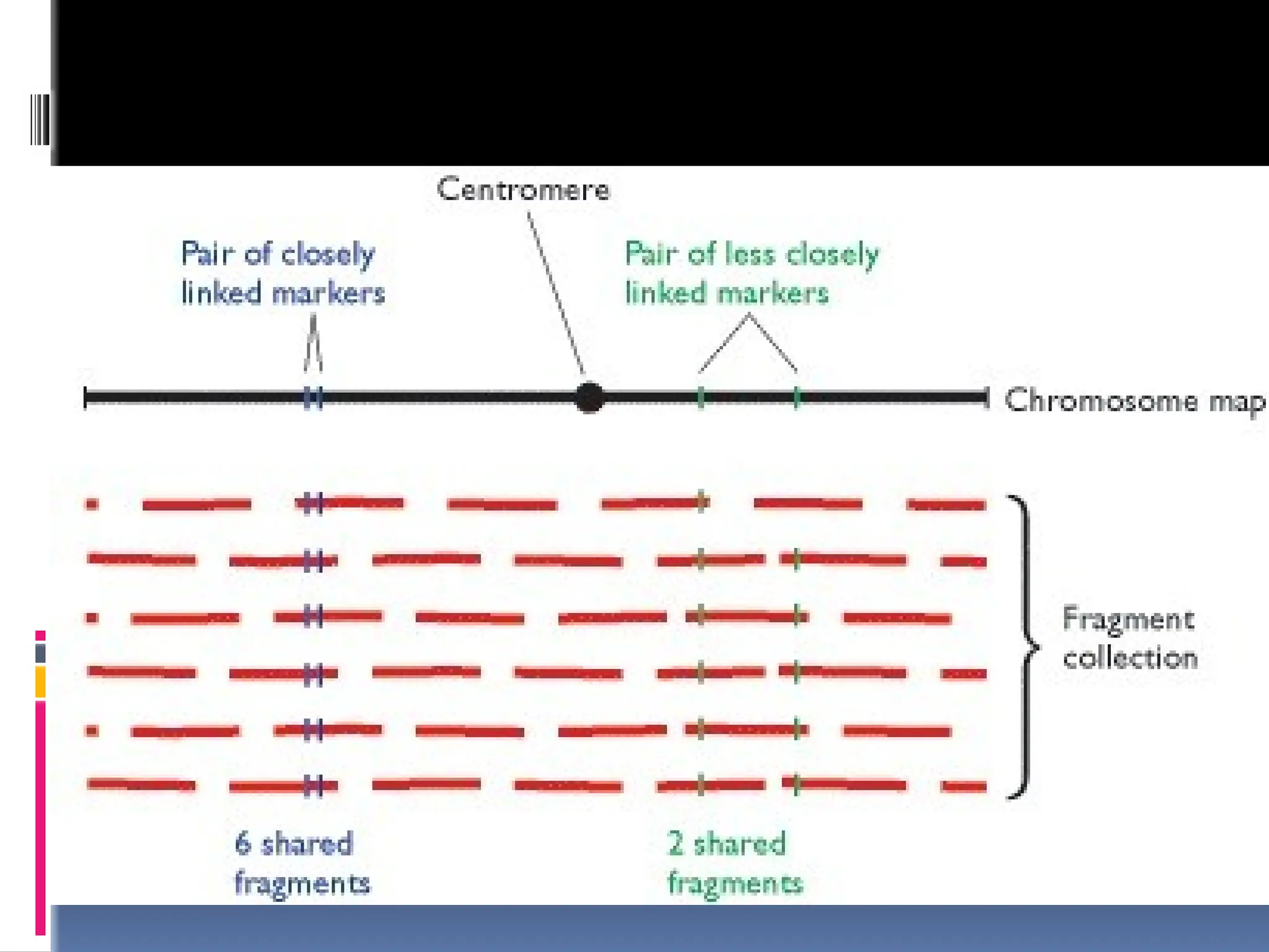 Chromosome mapping in eukaryotes and prokaryotes.pptx