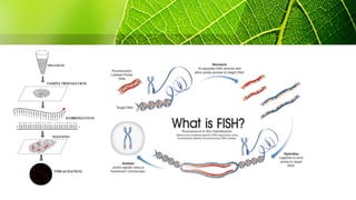 chromosome micro dissection nd micro cloning.pptx