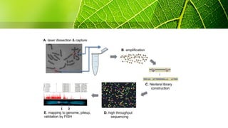 chromosome micro dissection nd micro cloning.pptx