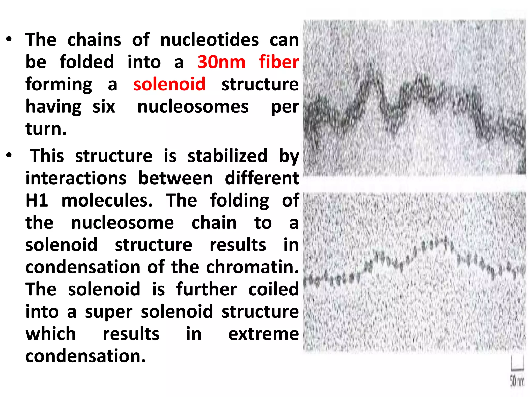 CHROMOSOME MODELS SMG | PPTX