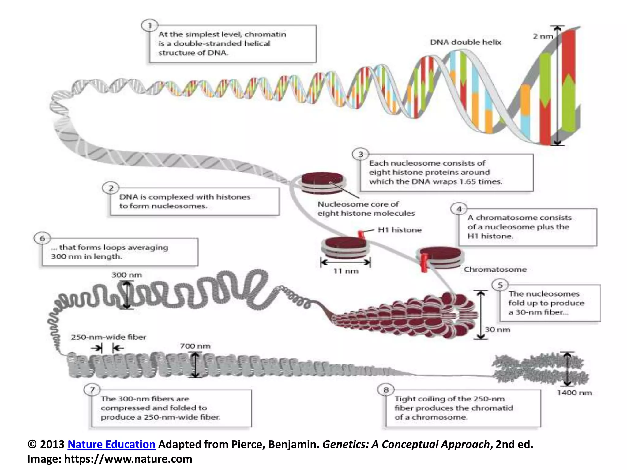 CHROMOSOME MODELS SMG | PPTX