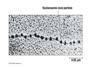 CHROMOSOME MODELS SMG | PPTX