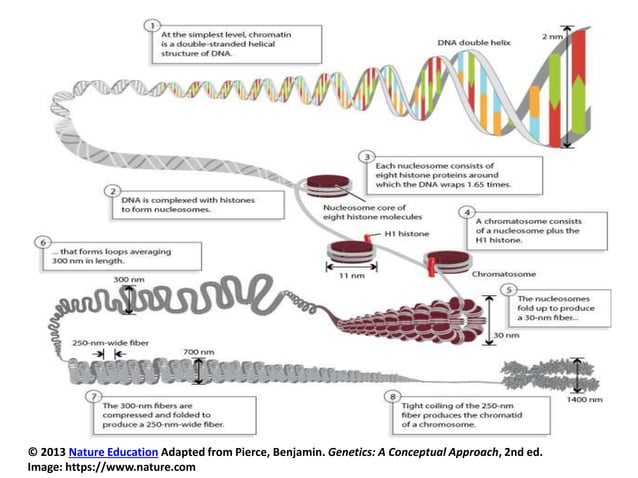 CHROMOSOME MODELS SMG | PPTX | Genetics | Science