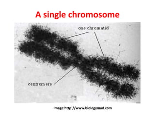 CHROMOSOME MODELS SMG | PPTX