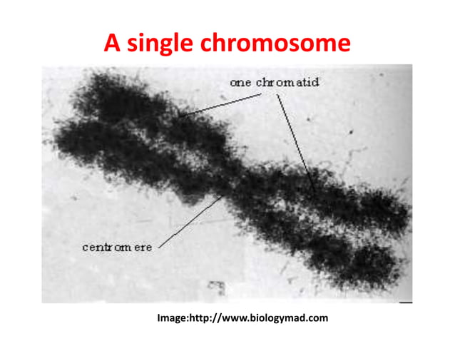 CHROMOSOME MODELS SMG | PPTX | Genetics | Science