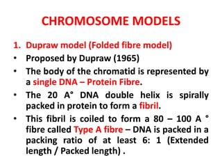CHROMOSOME MODELS SMG | PPTX