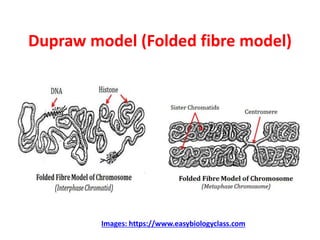 CHROMOSOME MODELS SMG | PPTX