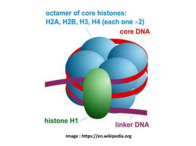 CHROMOSOME MODELS SMG | PPTX | Genetics | Science