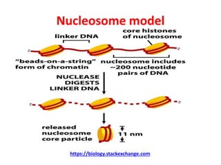 CHROMOSOME MODELS SMG | PPTX