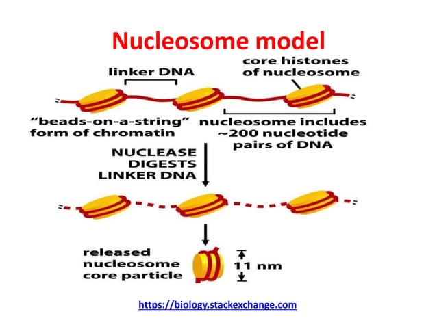 CHROMOSOME MODELS SMG | PPTX | Genetics | Science