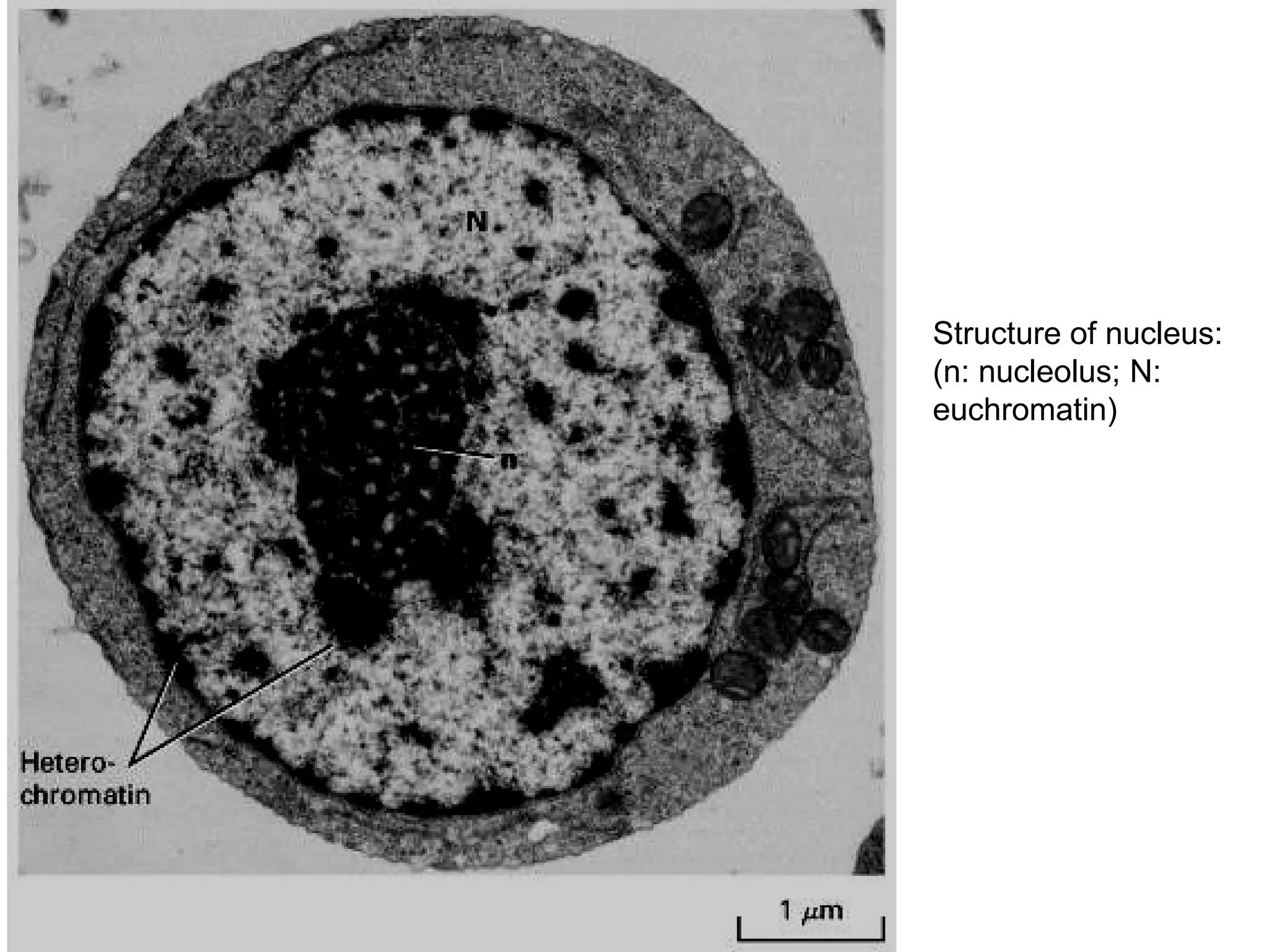Chromosome & nuclear structure.pdf