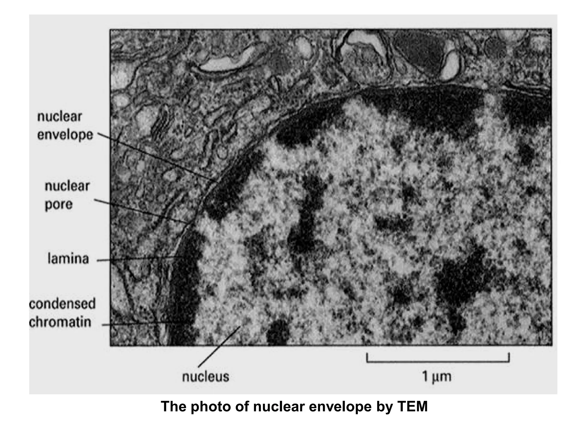 Chromosome & nuclear structure.pdf