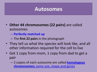 Chromosome number and karyotype | PPTX