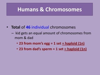 Chromosome number and karyotype | PPTX