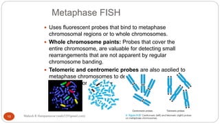 FISH and GISH : Chromosome painting | PPTX