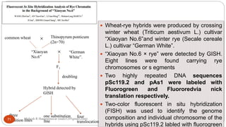 FISH and GISH : Chromosome painting | PPTX
