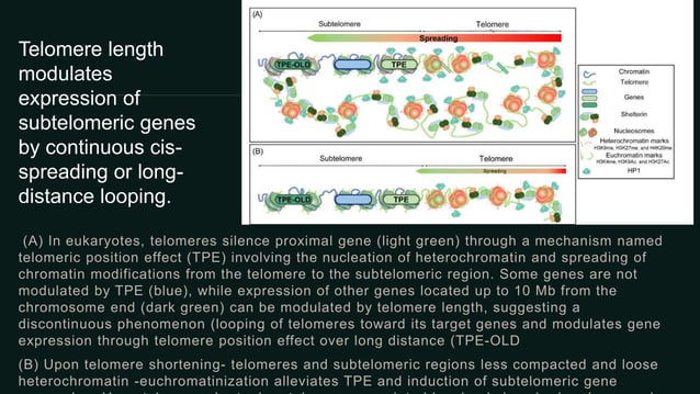 Chromosome position effect (CPE).pptx | Free Download