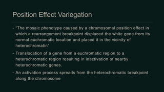 Chromosome position effect (CPE).pptx