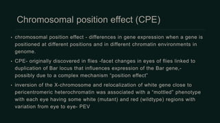 Chromosome position effect (CPE).pptx