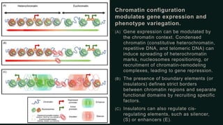 Chromosome position effect (CPE).pptx