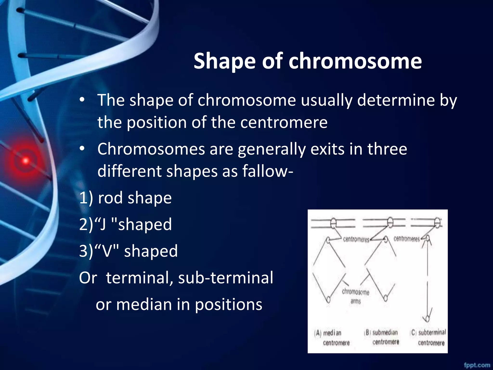 Chromosome ,shape and size ppt | PPTX