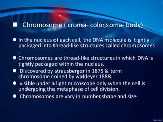 Chromosome ,shape and size ppt | PPTX