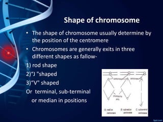 Chromosome ,shape and size ppt | PPTX