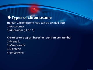 Chromosome ,shape and size ppt | PPTX
