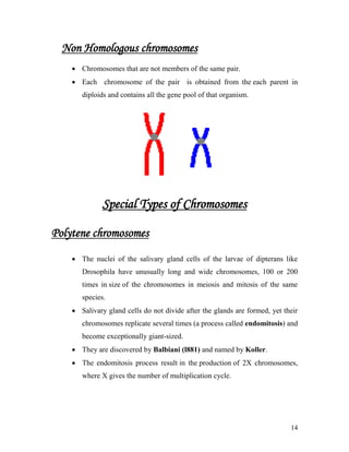 Chromosomes | PDF