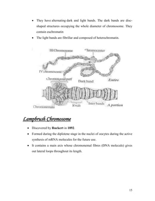 Chromosomes | PDF