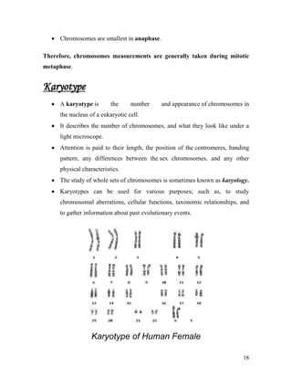Chromosomes | PDF