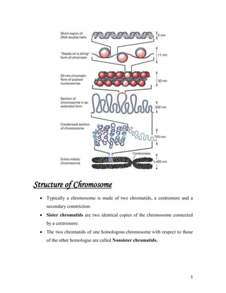 Chromosomes | PDF