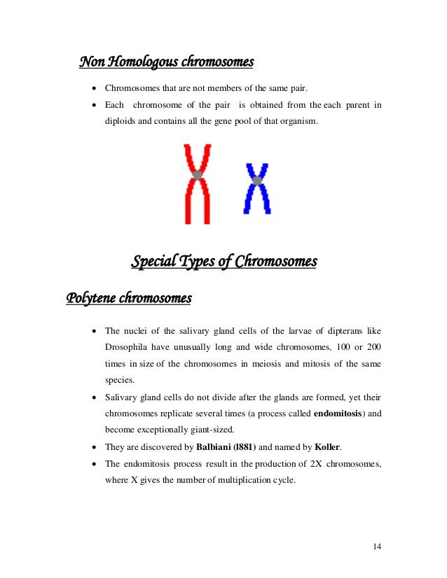 Chromosome Definition Structure Types And Composition Javatpoint