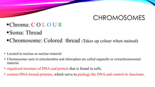 Chromosomes | PPTX | Biological Sciences | Science