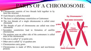 Chromosomes | PPTX
