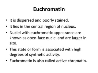 Chromosomes | PPTX | Biological Sciences | Science