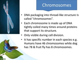 Chromosomes | PPTX