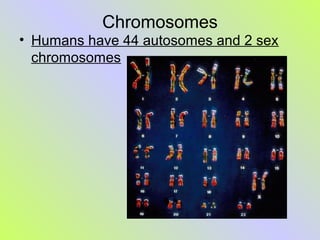 Chromosomes and relevant vocabulary | PPT