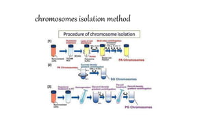 Chromosomes | PPTX
