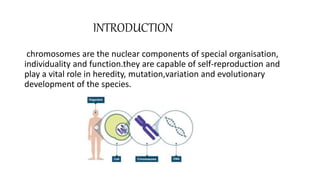 Chromosomes | PPTX