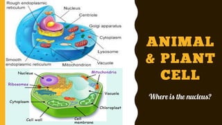 Grade 8 Science - Chromosomes | PDF