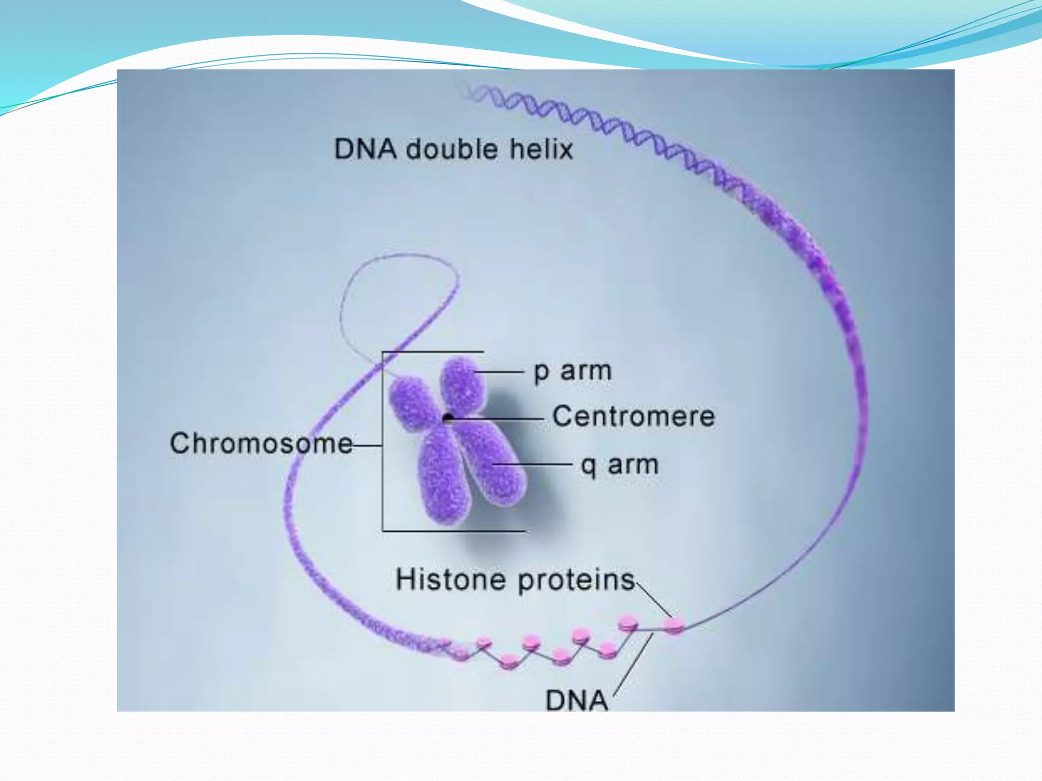 Chromosomes | PPTX