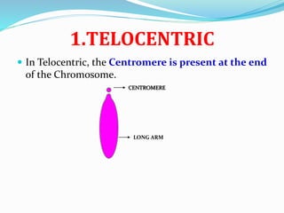 Chromosomes | PPTX | Biological Sciences | Science